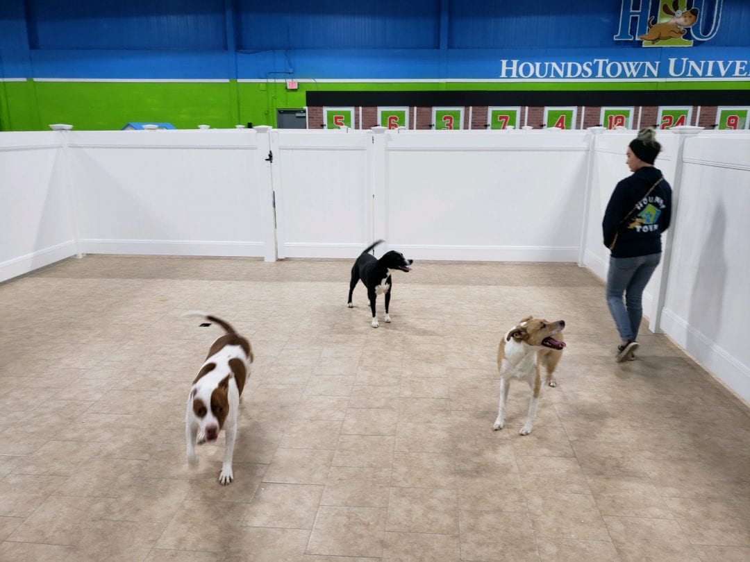 Hounds Town Detroit Dog Kennel Franchise Opens Hounds Town Detroit Dog Kennel Franchise Opens