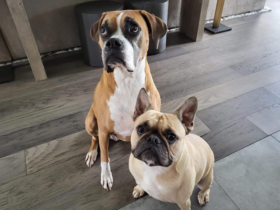 Jim Thompson, Former Chewy CRO, Joins Hounds Town Franchise!